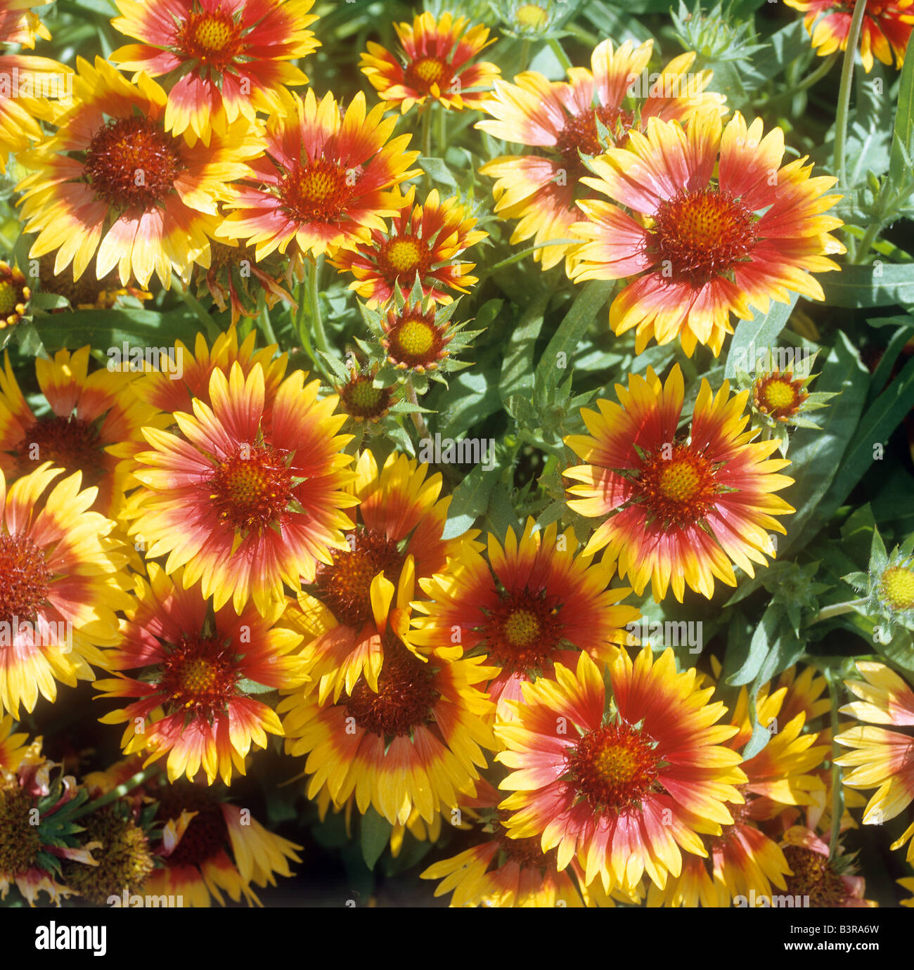 Blanketflowers hi-res stock photography and images - Alamy