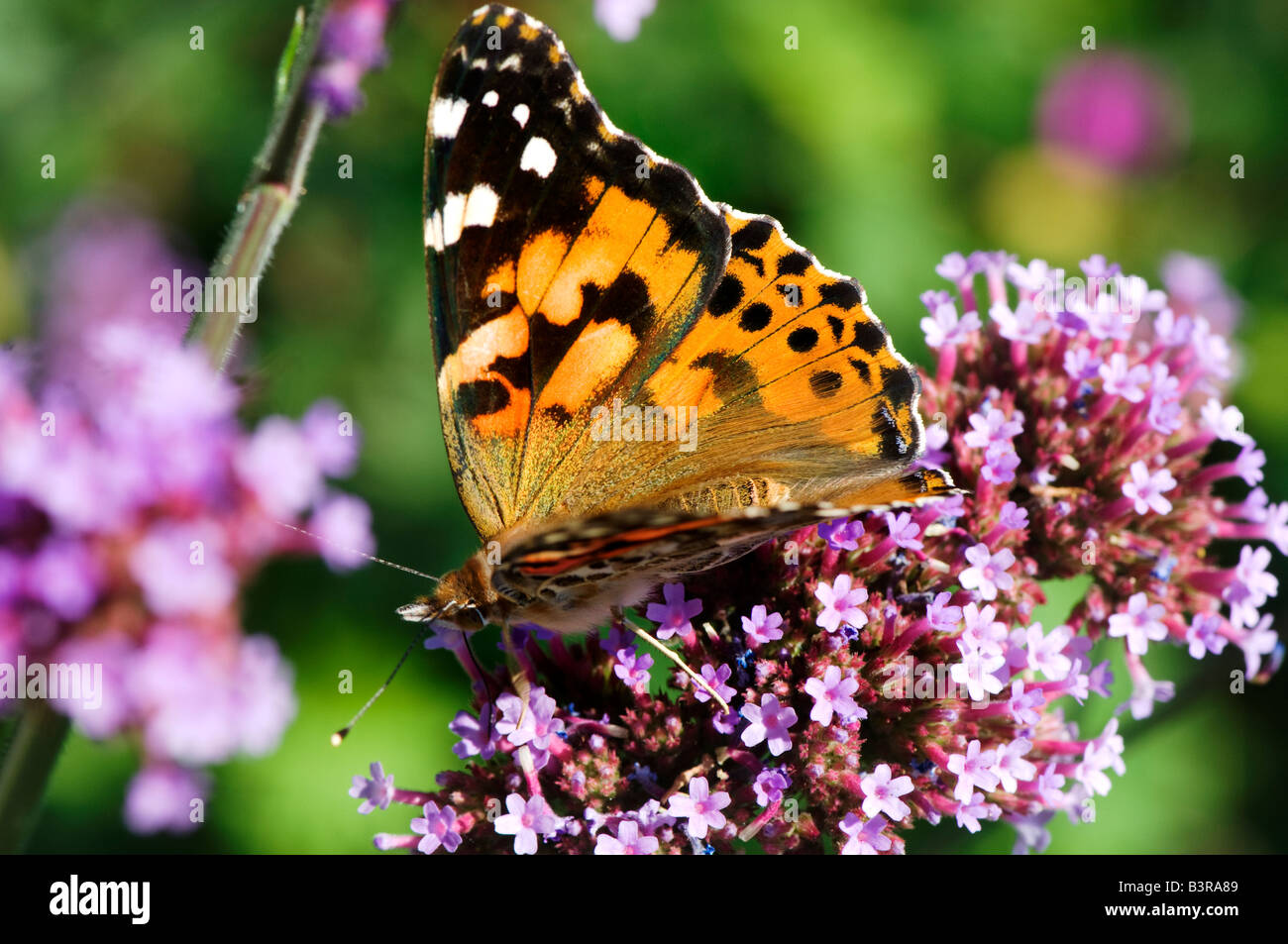 Monarch butterfly on flower Stock Photo - Alamy
