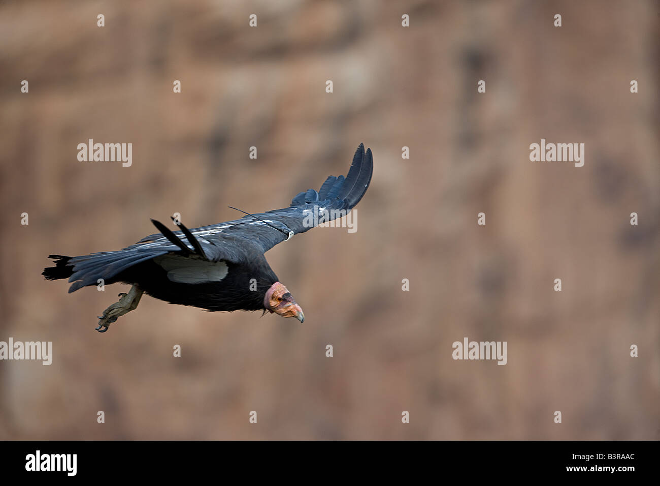 Condor flying hi-res stock photography and images - Alamy