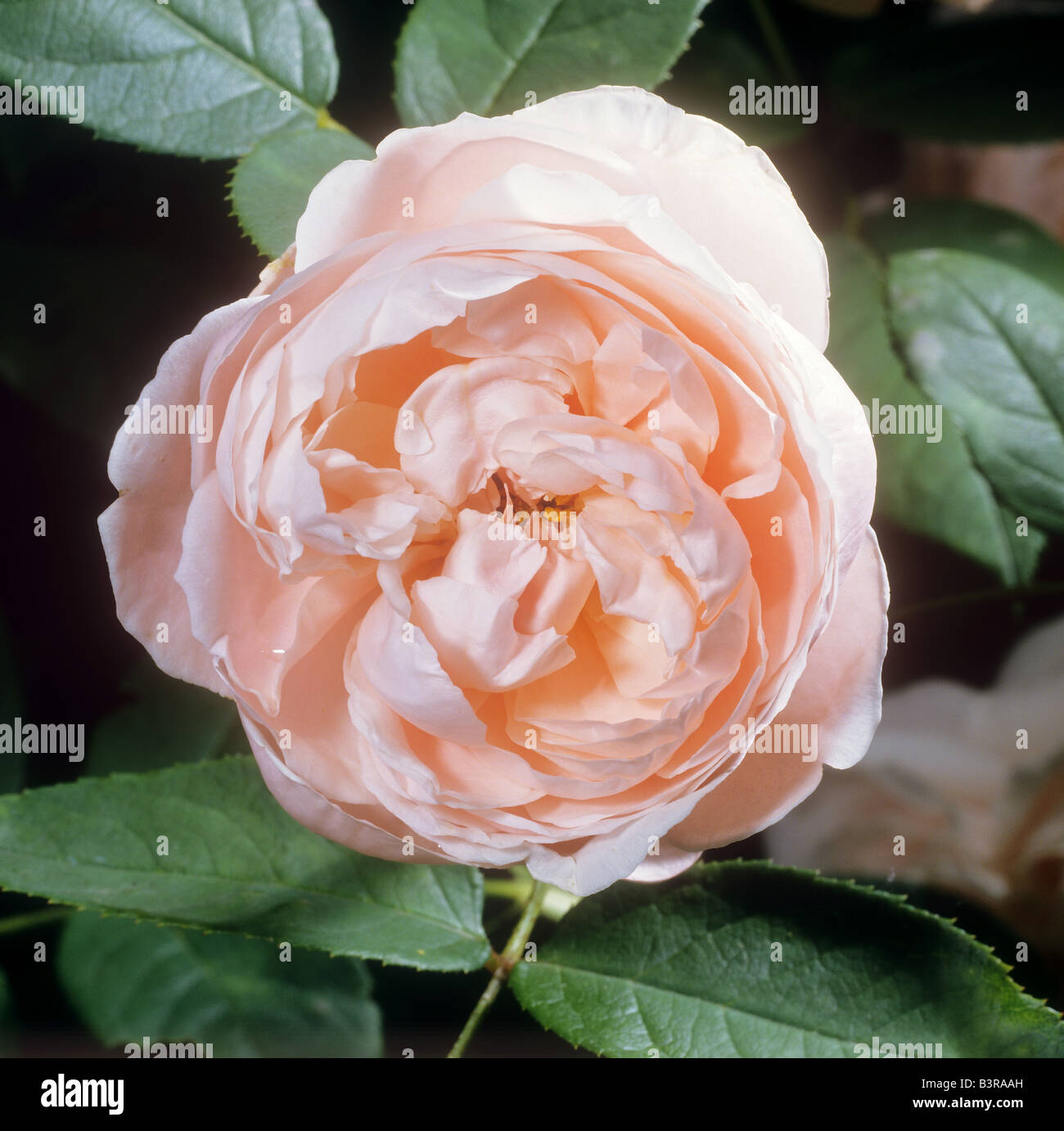 rose - blossom Stock Photo - Alamy