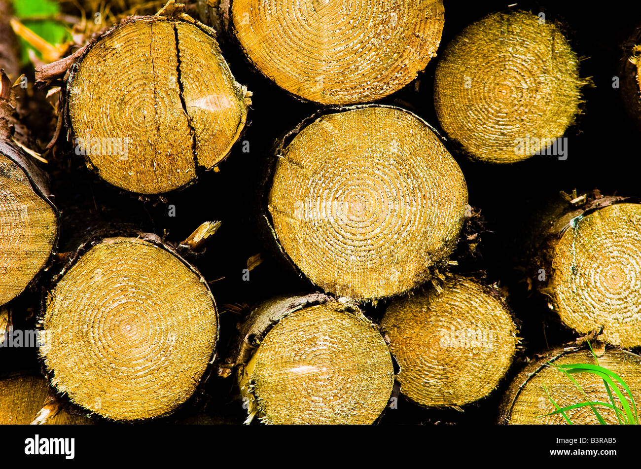 cut Pine logs Stock Photo - Alamy