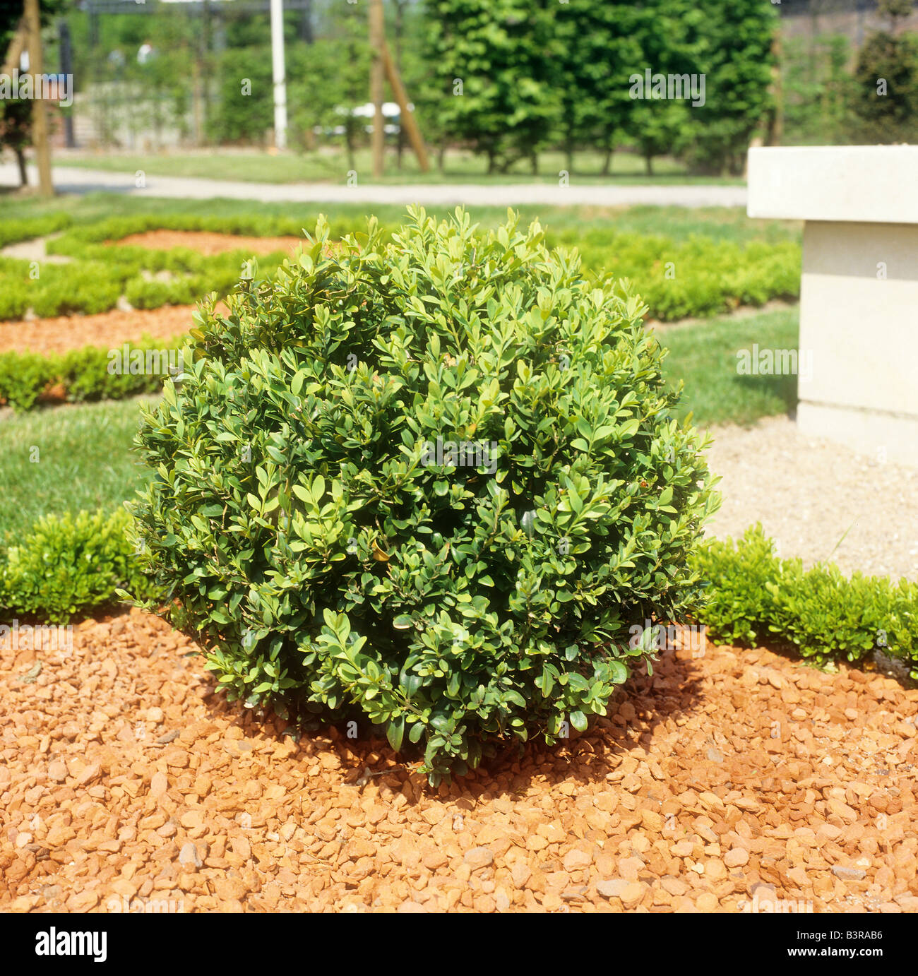 common box / Buxus sempervirens Stock Photo - Alamy