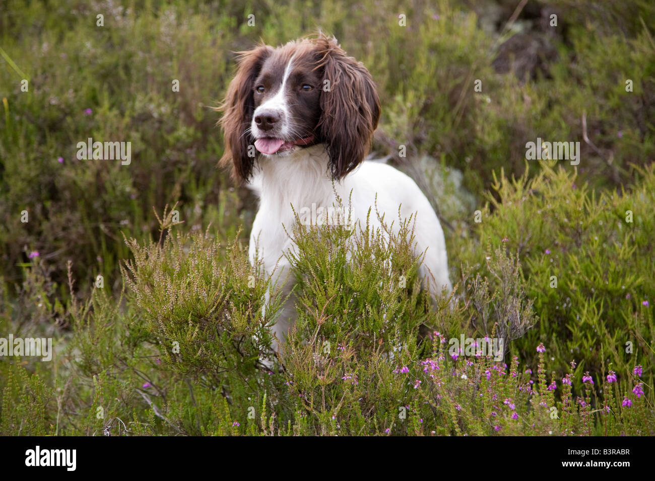English Springer Spaniel Liver White dog female Stock Photo - Alamy