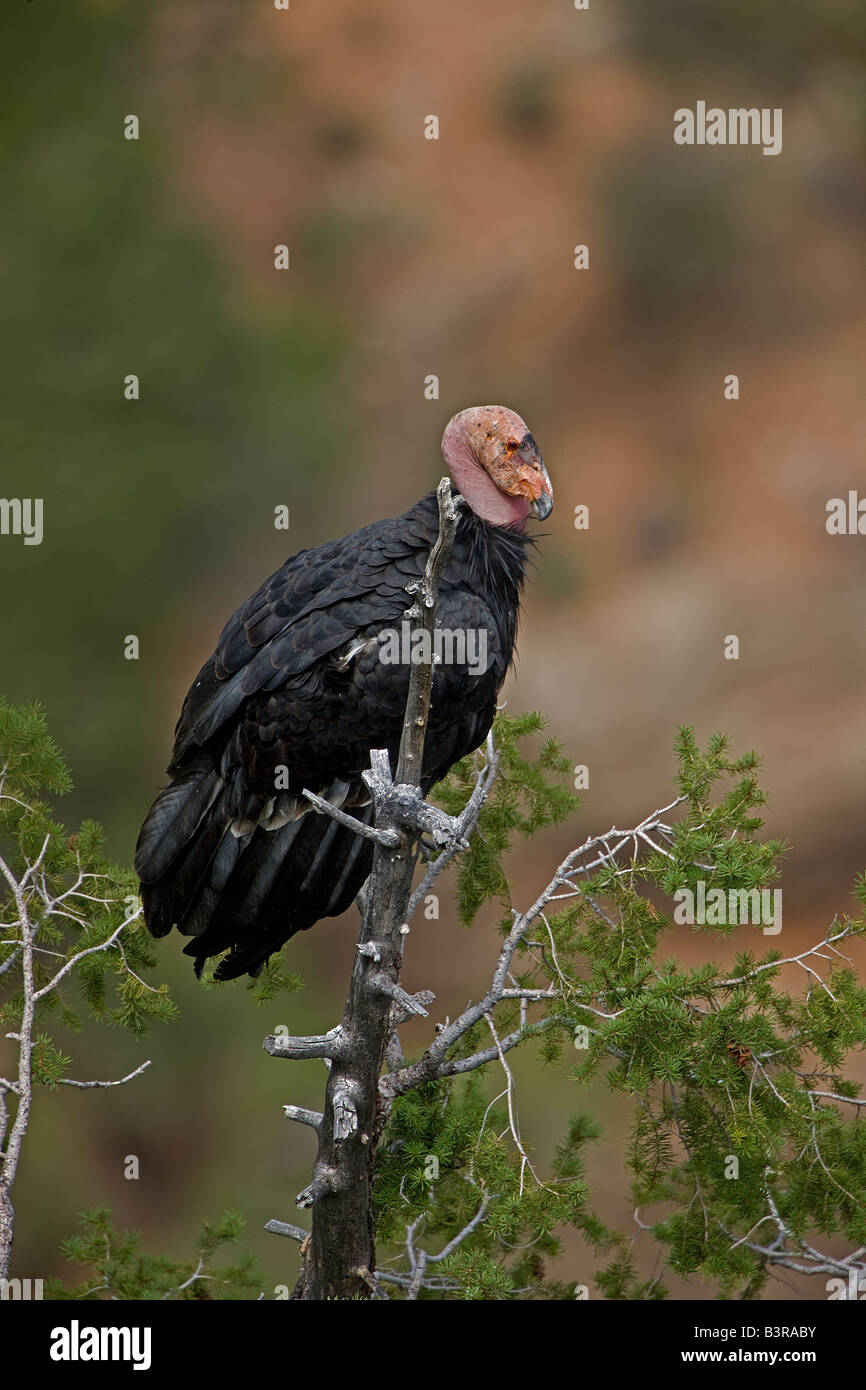 Endangered condors hi-res stock photography and images - Alamy