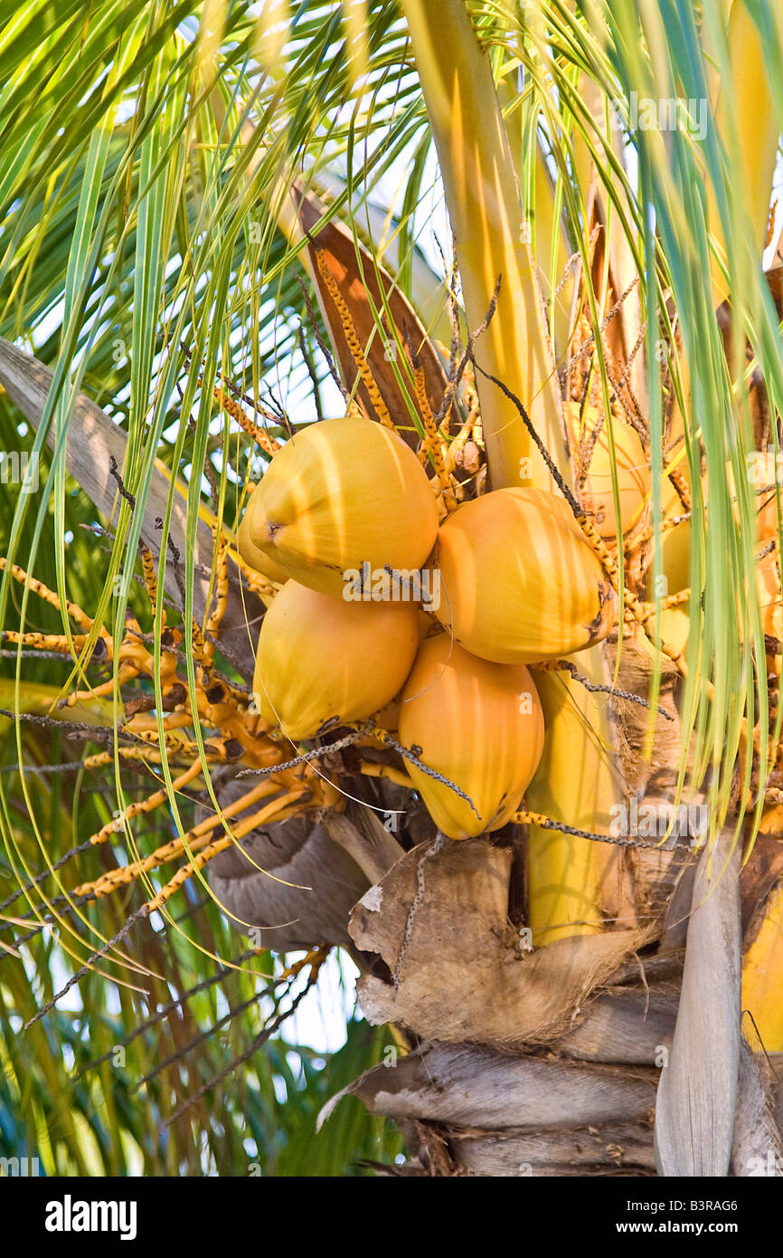Coco nuts hi-res stock photography and images - Alamy