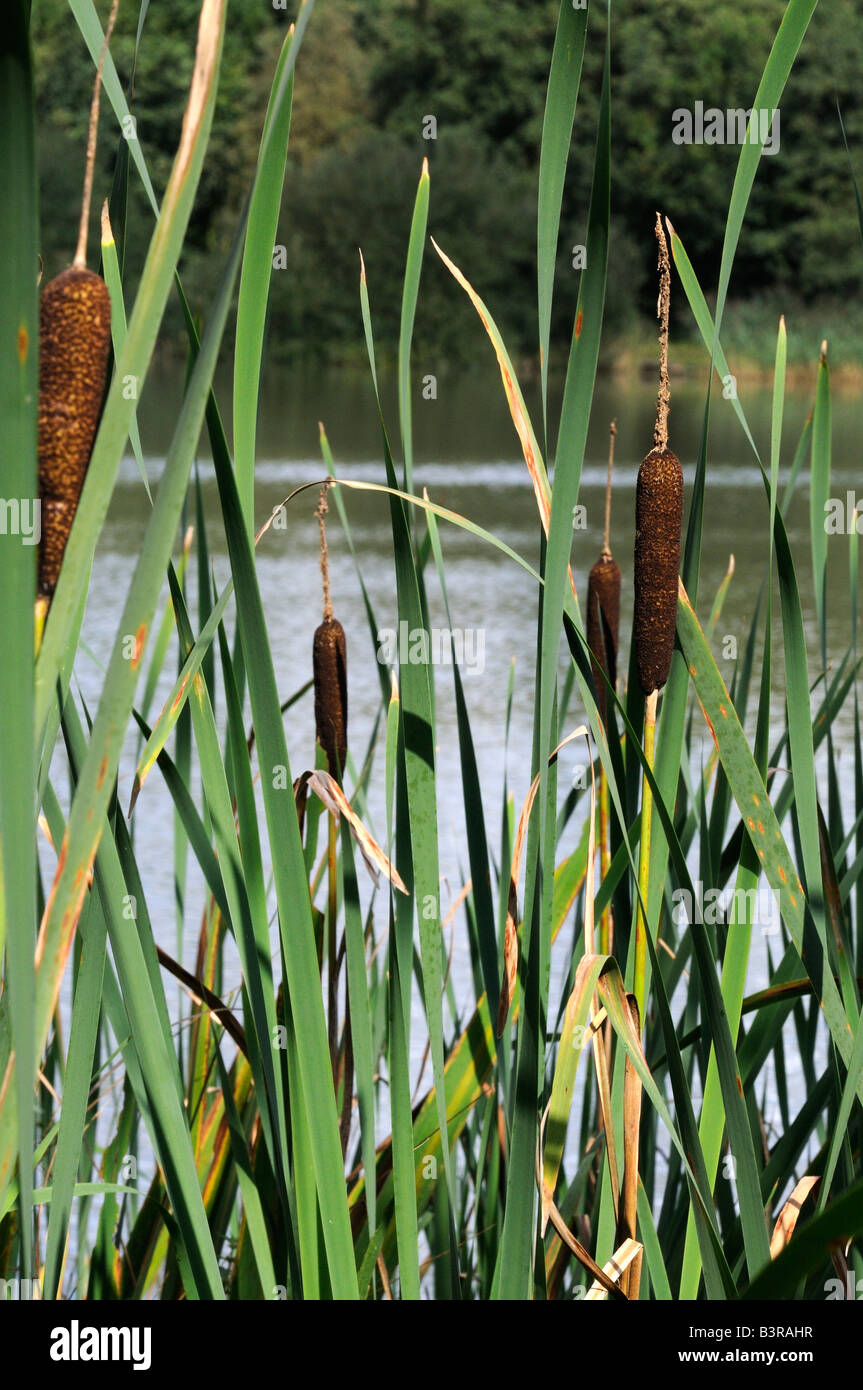 Bulrush plant hi-res stock photography and images - Alamy