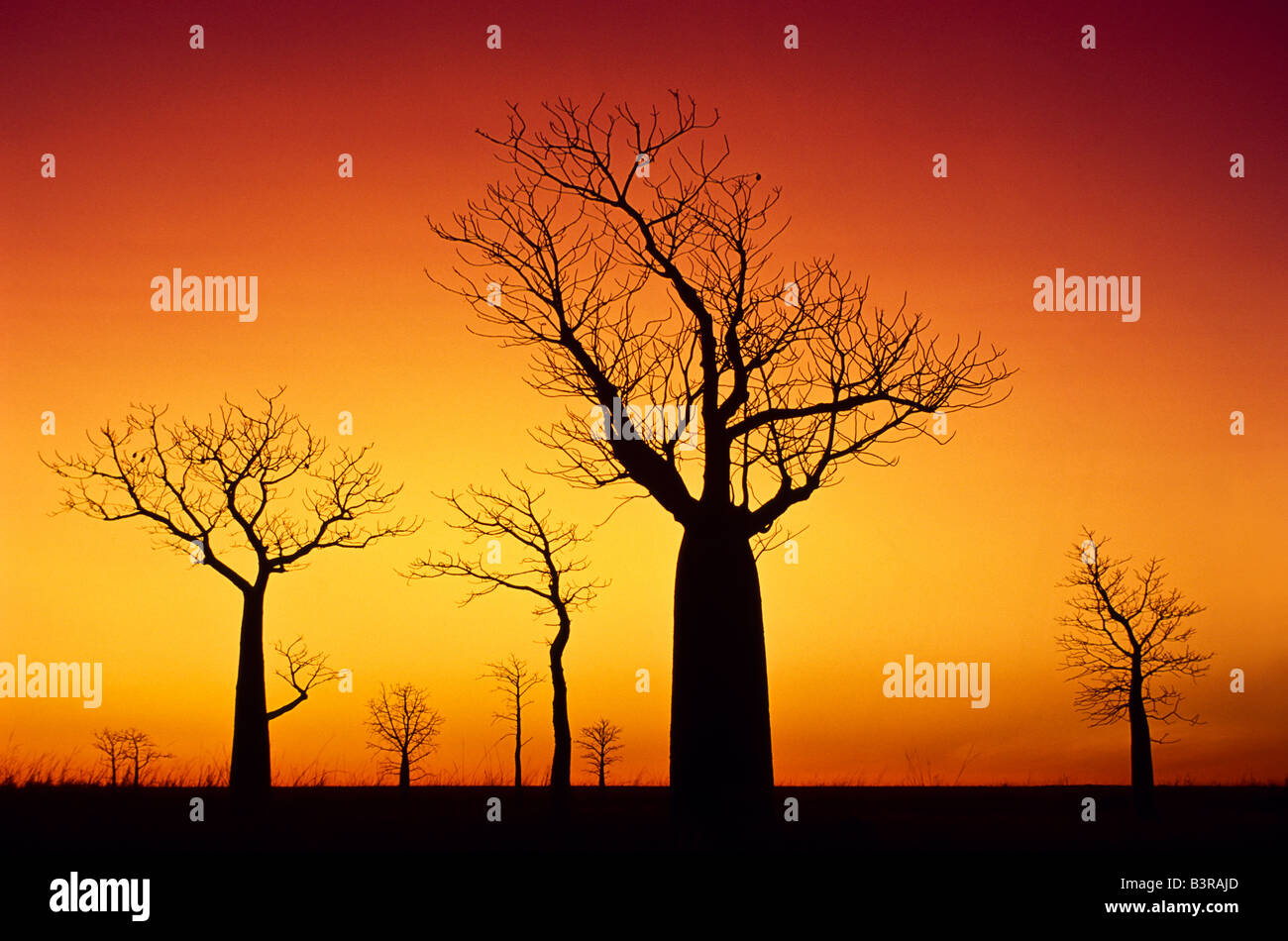 Boab trees at sunset, outback Australia Stock Photo - Alamy