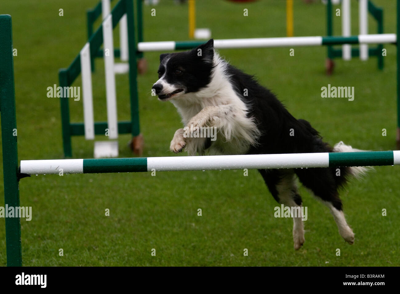 Animal agility hi-res stock photography and images - Alamy
