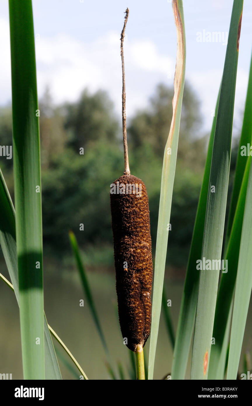 Bulrush flower hi-res stock photography and images - Alamy