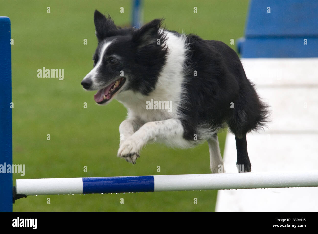 Animal agility hi-res stock photography and images - Alamy