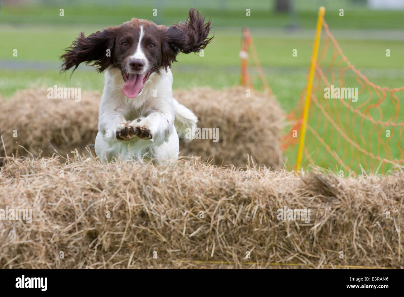 English Springer Spaniel working gundog and field trial and field test ...