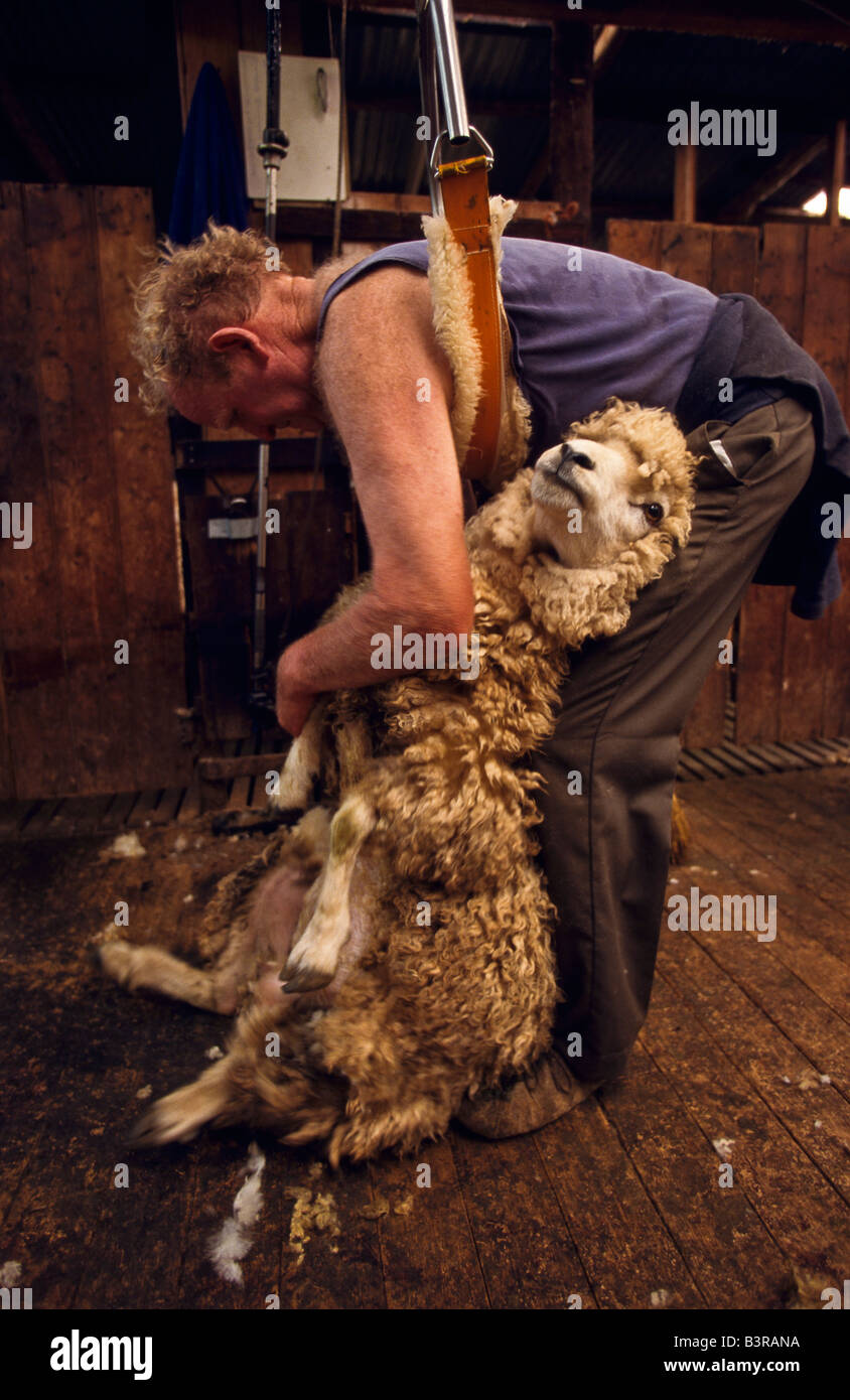 Sheep shearer australia hi-res stock photography and images - Alamy