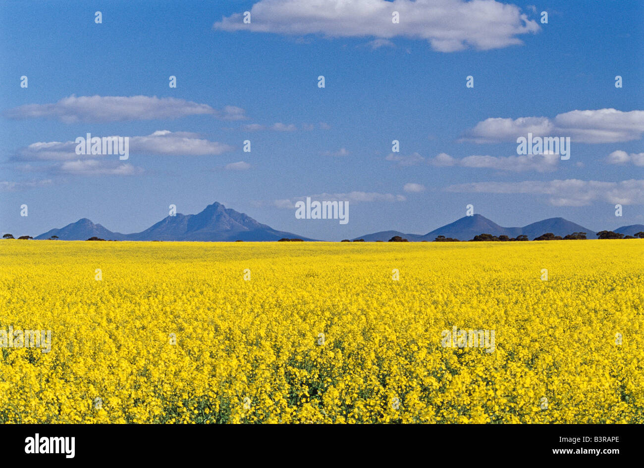 Ripe canola field Western Australia Stock Photo - Alamy