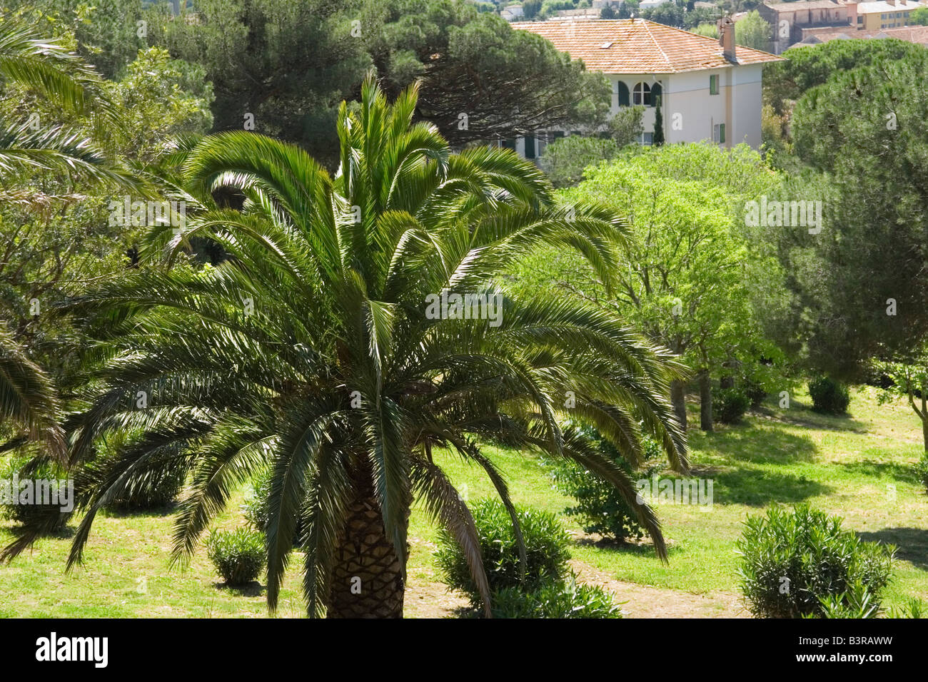 palm tree - french riviera, mediterranean sea Stock Photo - Alamy