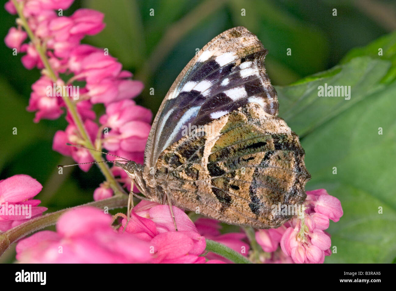 Mexican Bluewing Mycelia ethusa ethusa Stock Photo - Alamy