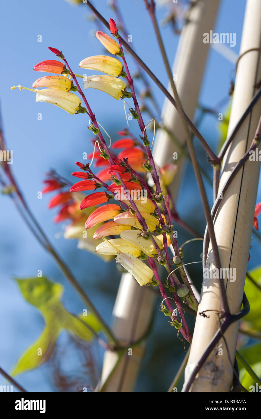 Firecracker vine hi-res stock photography and images - Alamy