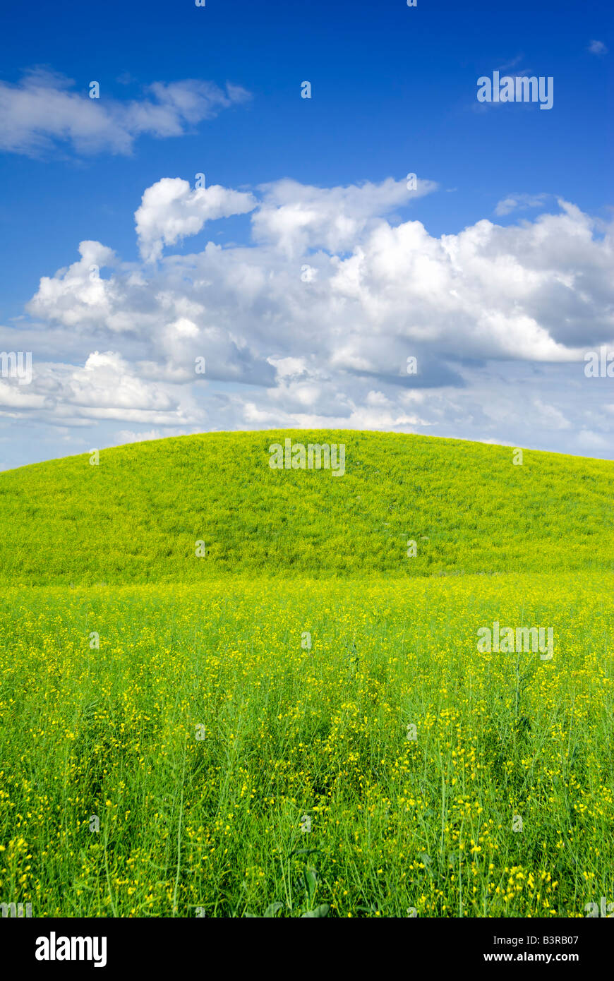 Summer landscape - saturated view of meadow. Europe, Poland. Adobe RGB ...