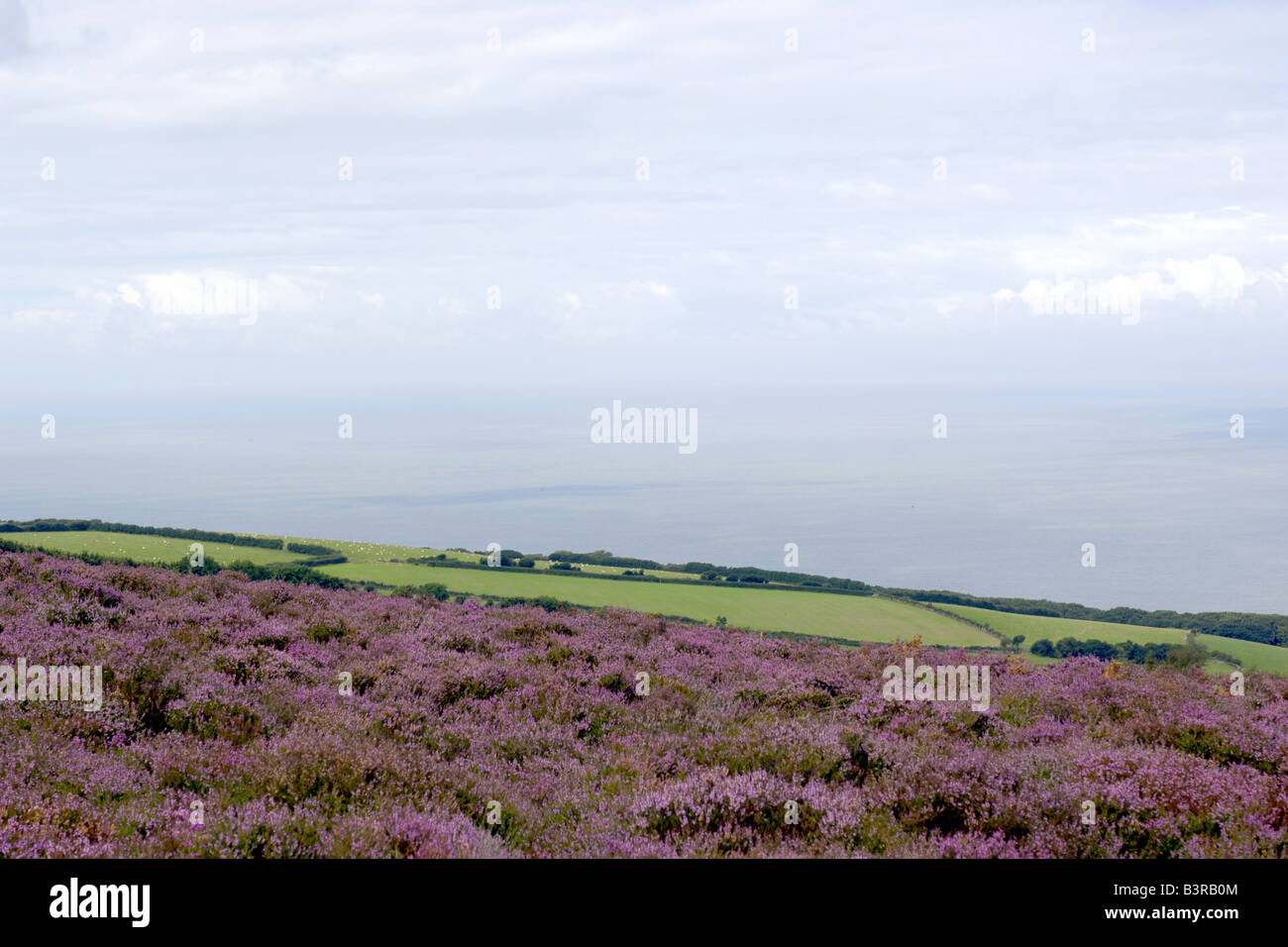 Wild Heather on Exmoor Forest in N Devon and Somerset Stock Photo - Alamy