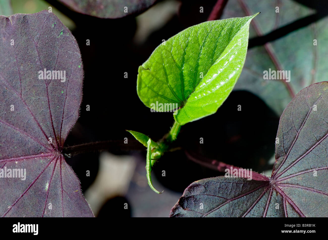 New leaf growth Stock Photo - Alamy