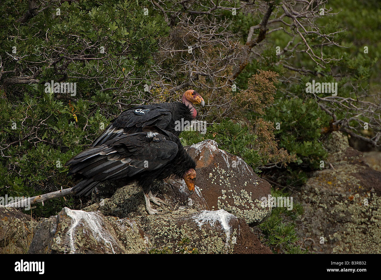 Condor two hi-res stock photography and images - Alamy