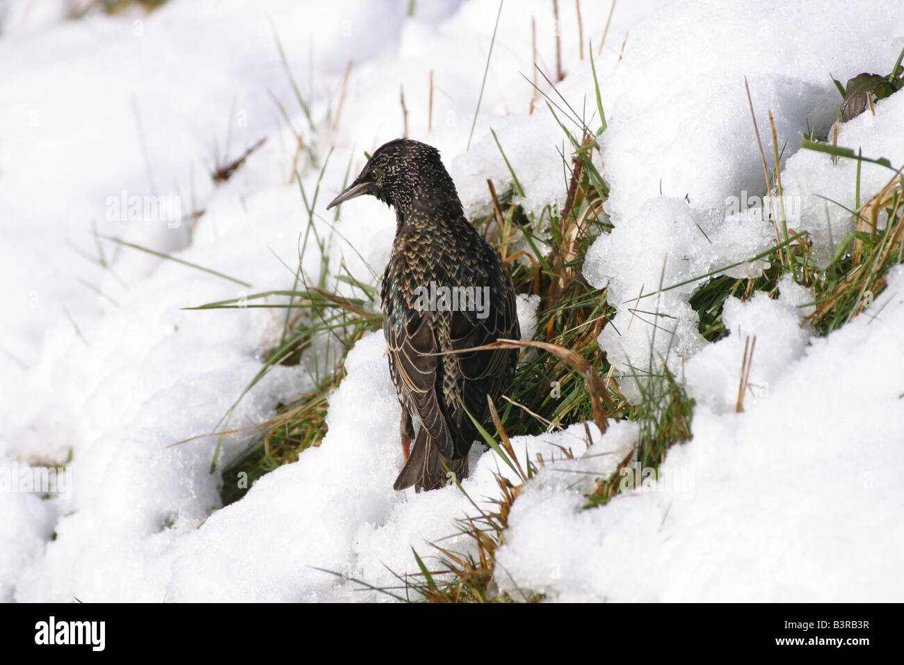 Starlings wales hi-res stock photography and images - Alamy