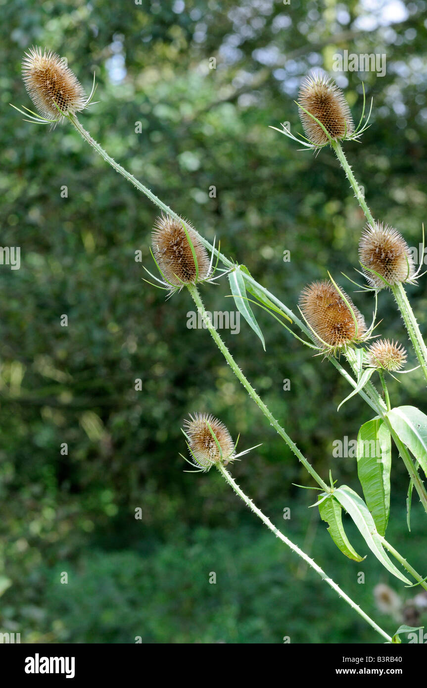 Wildflower teasel flower head hi-res stock photography and images - Alamy