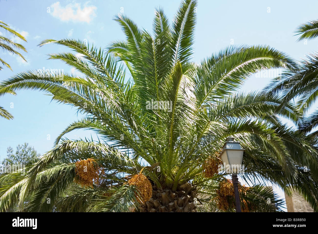 palm trees - french riviera, mediterranean sea Stock Photo - Alamy
