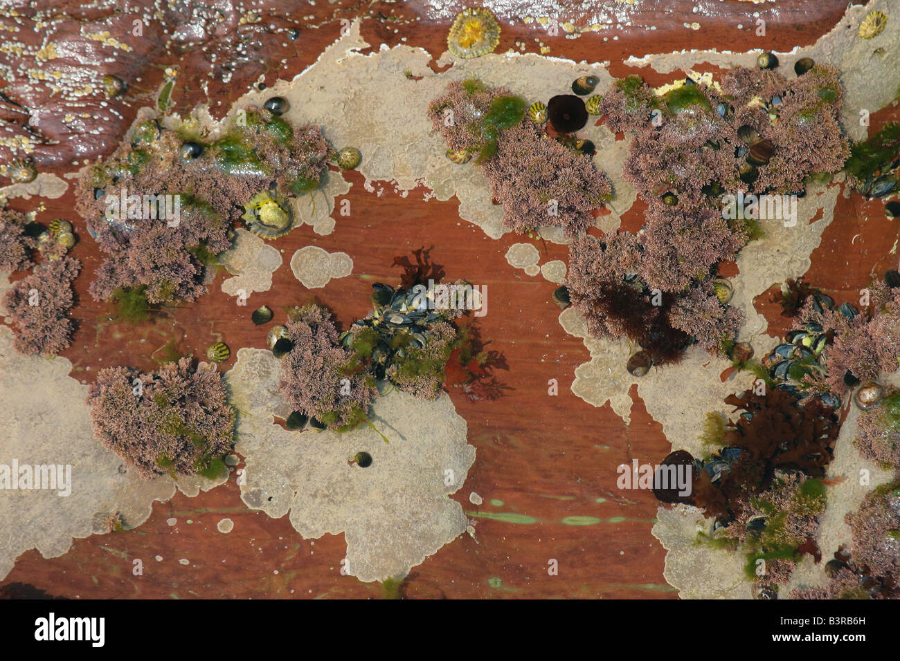 Close up of a Rockpool Stock Photo - Alamy