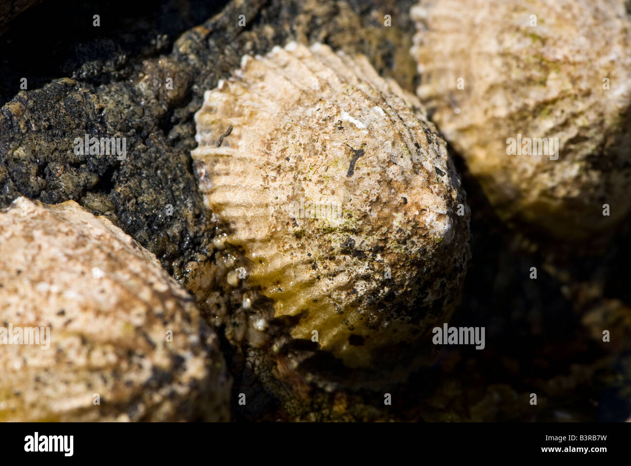 Limpets patella vulgaris attached rock hi-res stock photography and ...