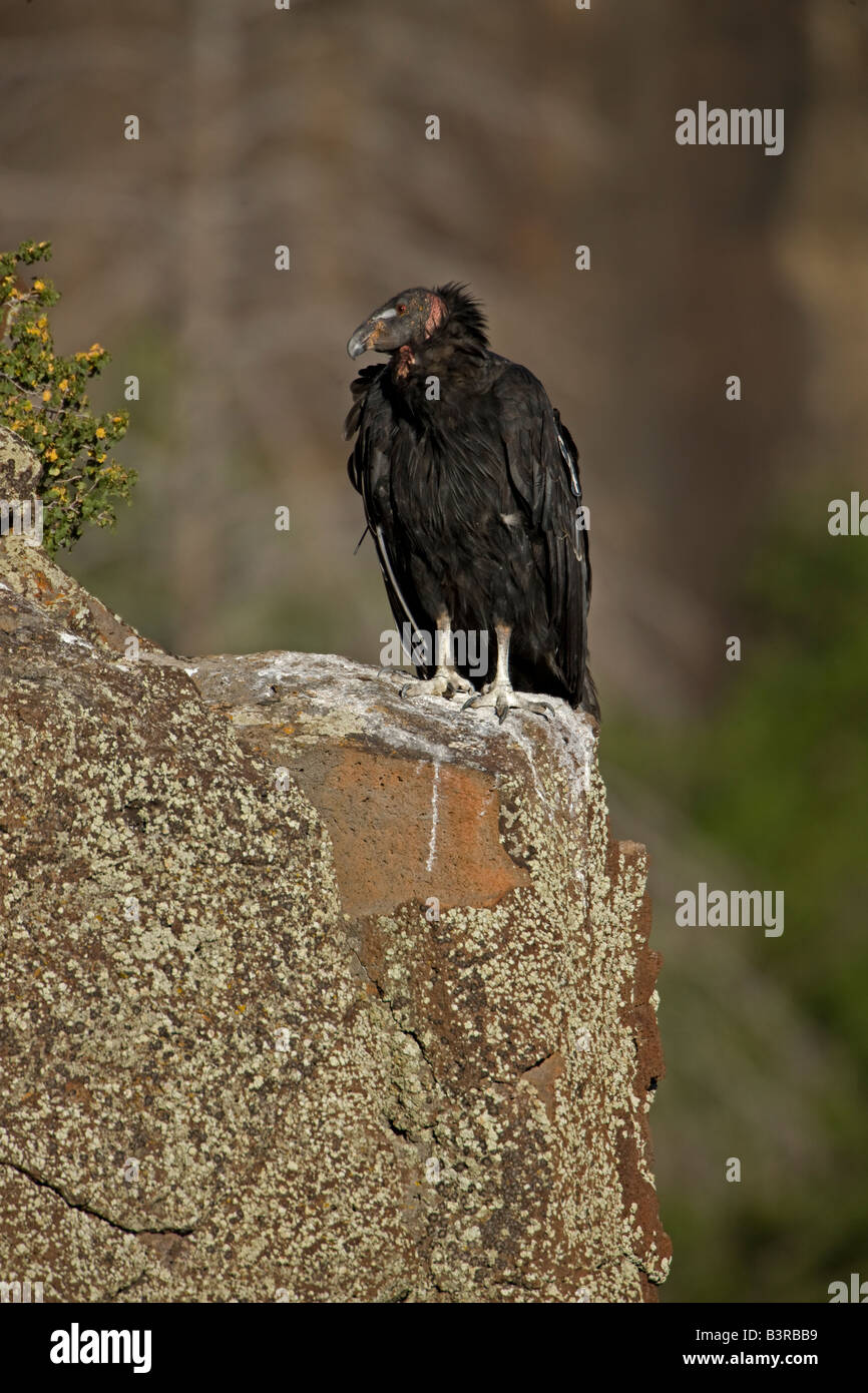 California Condor (Gymnogyps californianus) Perched on cliff - Utah ...