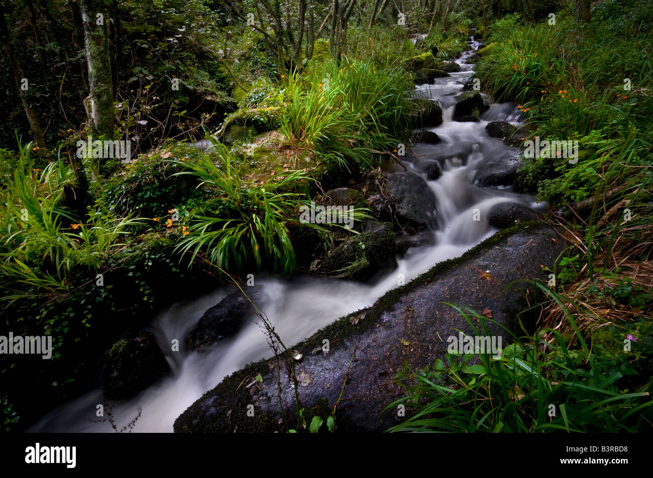 A fast flowing stream running through Lamorna Valley in Cornwall Stock ...