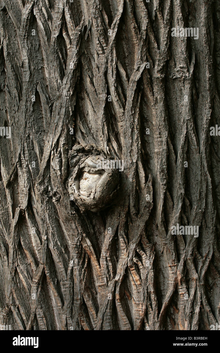 Close up of tree bark of a sweet chestnut tree Stock Photo - Alamy