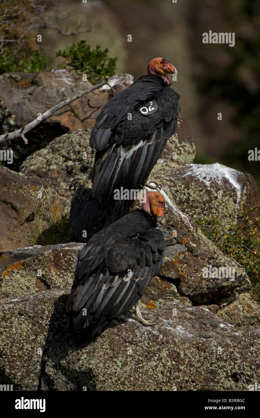 Condor two hi-res stock photography and images - Alamy