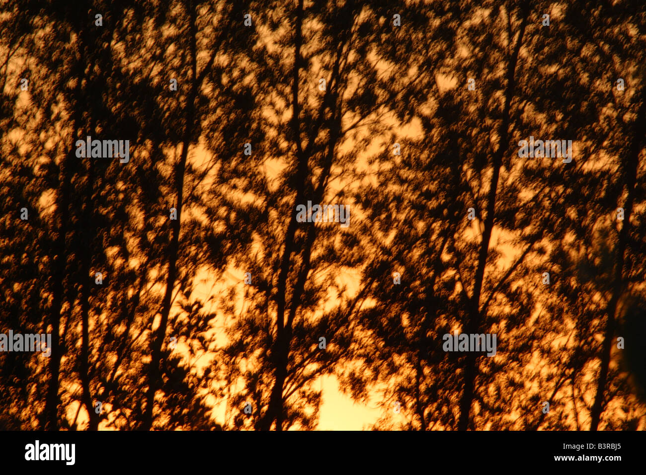 Trees at sunset taken with a slow shutter speed to produce a blurring ...