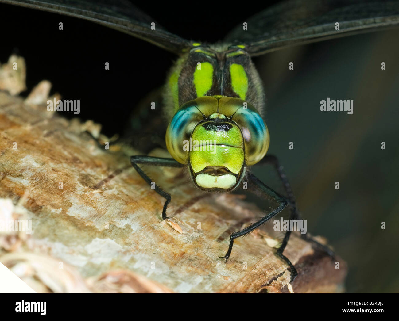 Brown hawker dragonfly uk hi-res stock photography and images - Alamy
