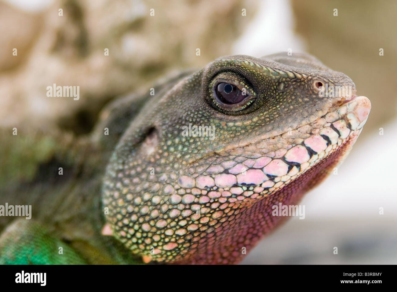water dragon close up Stock Photo - Alamy