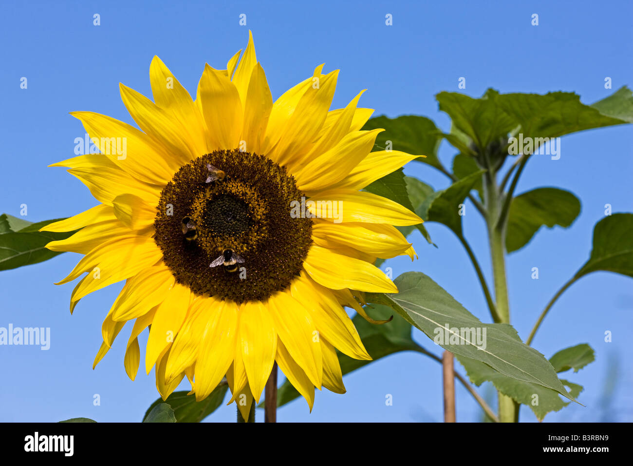 Helianthus 'Susie' Sunflower Stock Photo - Alamy
