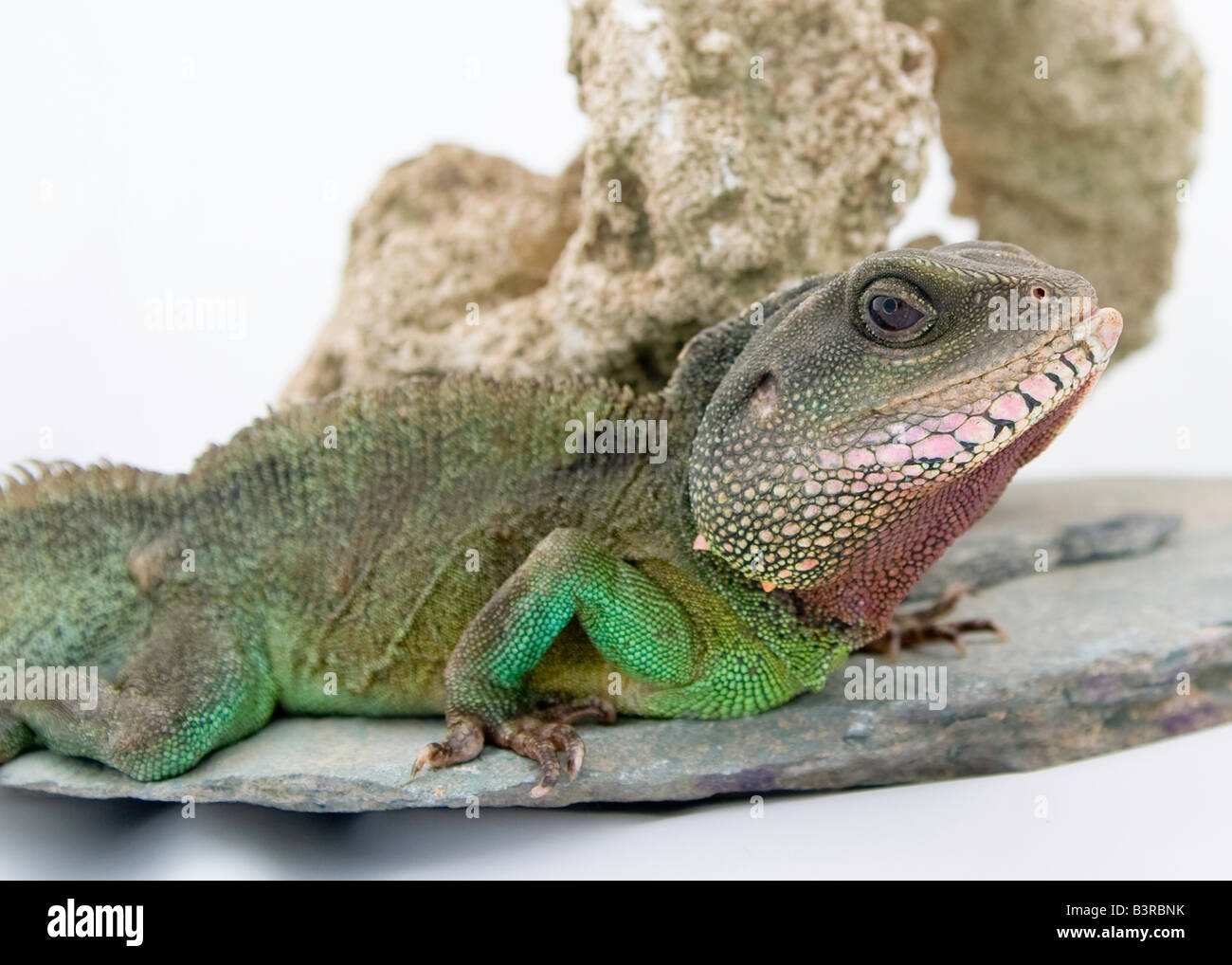 water dragon sitting on rock Stock Photo - Alamy