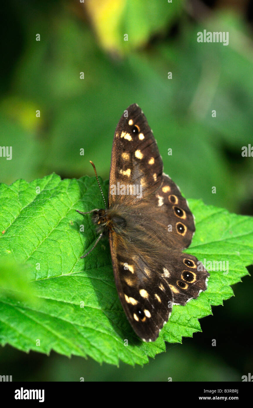 Butterfly speckled wood hi-res stock photography and images - Alamy