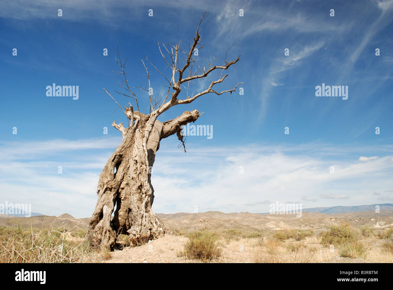 Parched tree in the desert landscape Stock Photo - Alamy