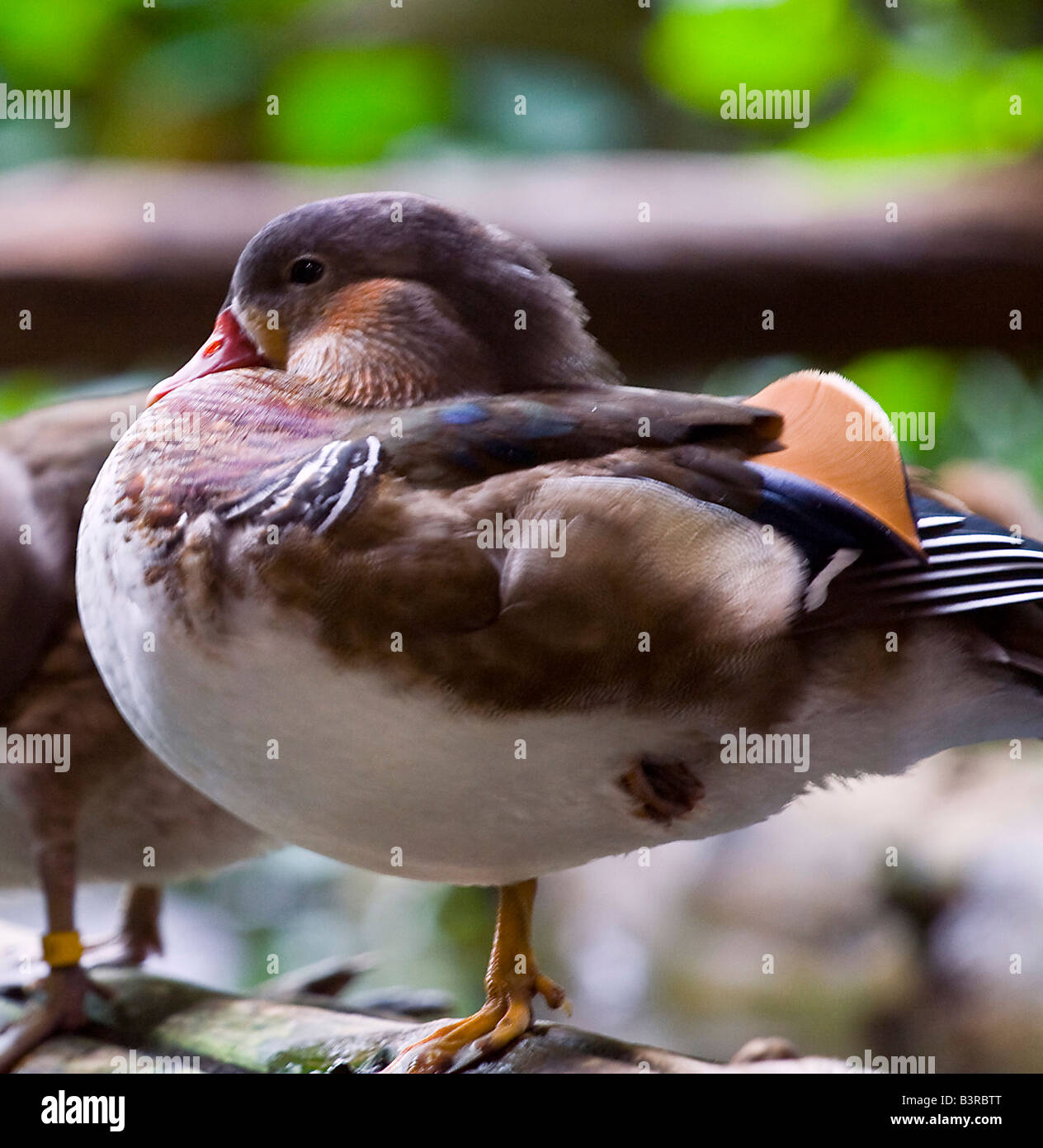 pictures of the wild animals Stock Photo - Alamy
