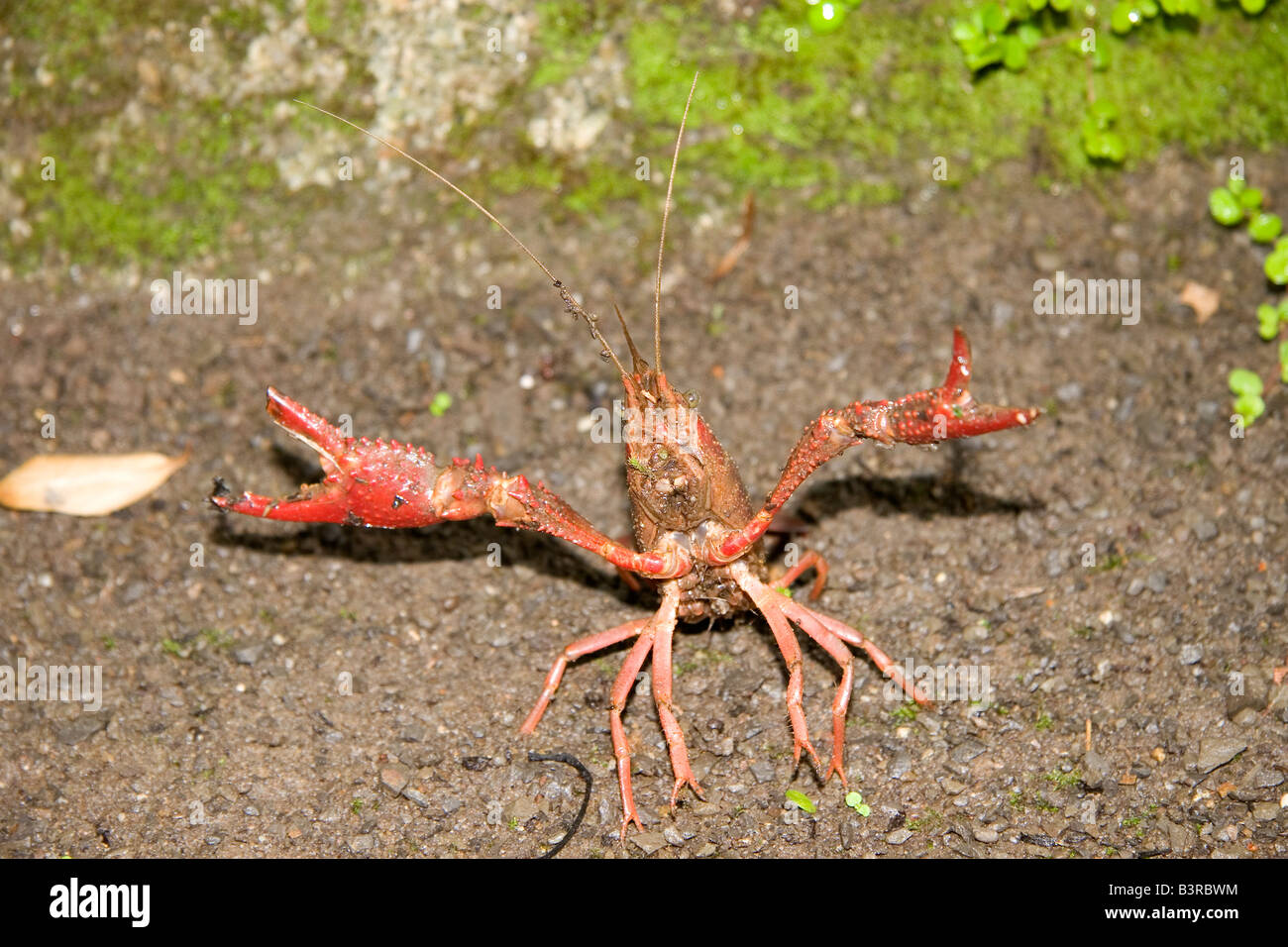 American Red Signal Crayfish, Paciastacus leuiusculus Stock Photo - Alamy