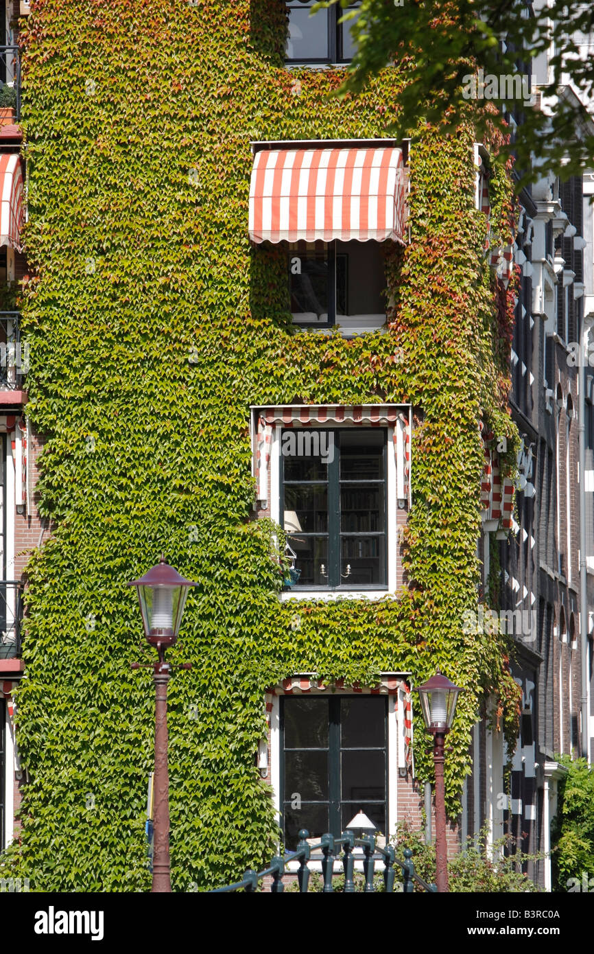 Window with ivy, Buildings, Amsterdam Netherlands Stock Photo - Alamy