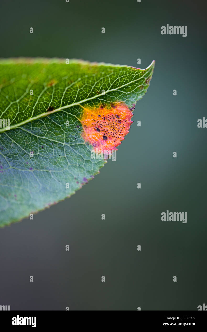 European pear rust, Gymnosporangium sabinae Stock Photo - Alamy