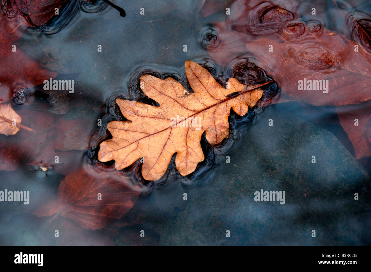A fallen oak leaf floats on top of water Stock Photo - Alamy
