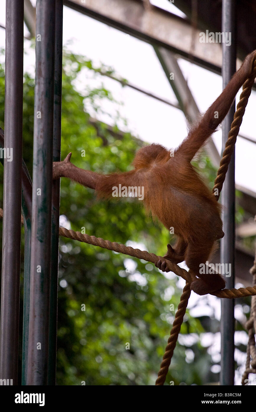 pictures of the wild animals Stock Photo - Alamy