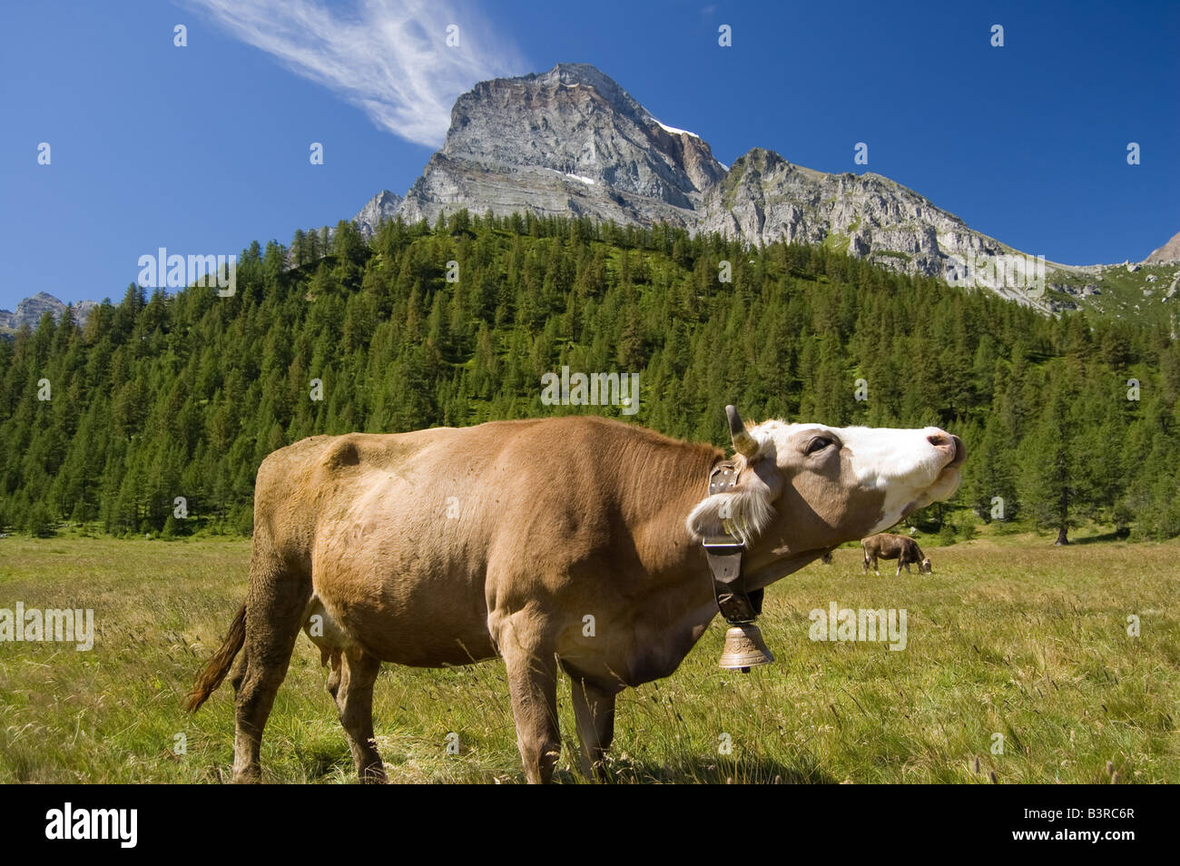 Alpine milk cow hi-res stock photography and images - Alamy