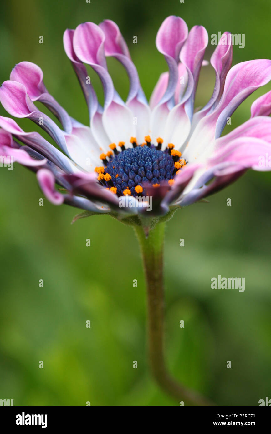 stock photo of a macro image of a purple african daisy with blue center ...
