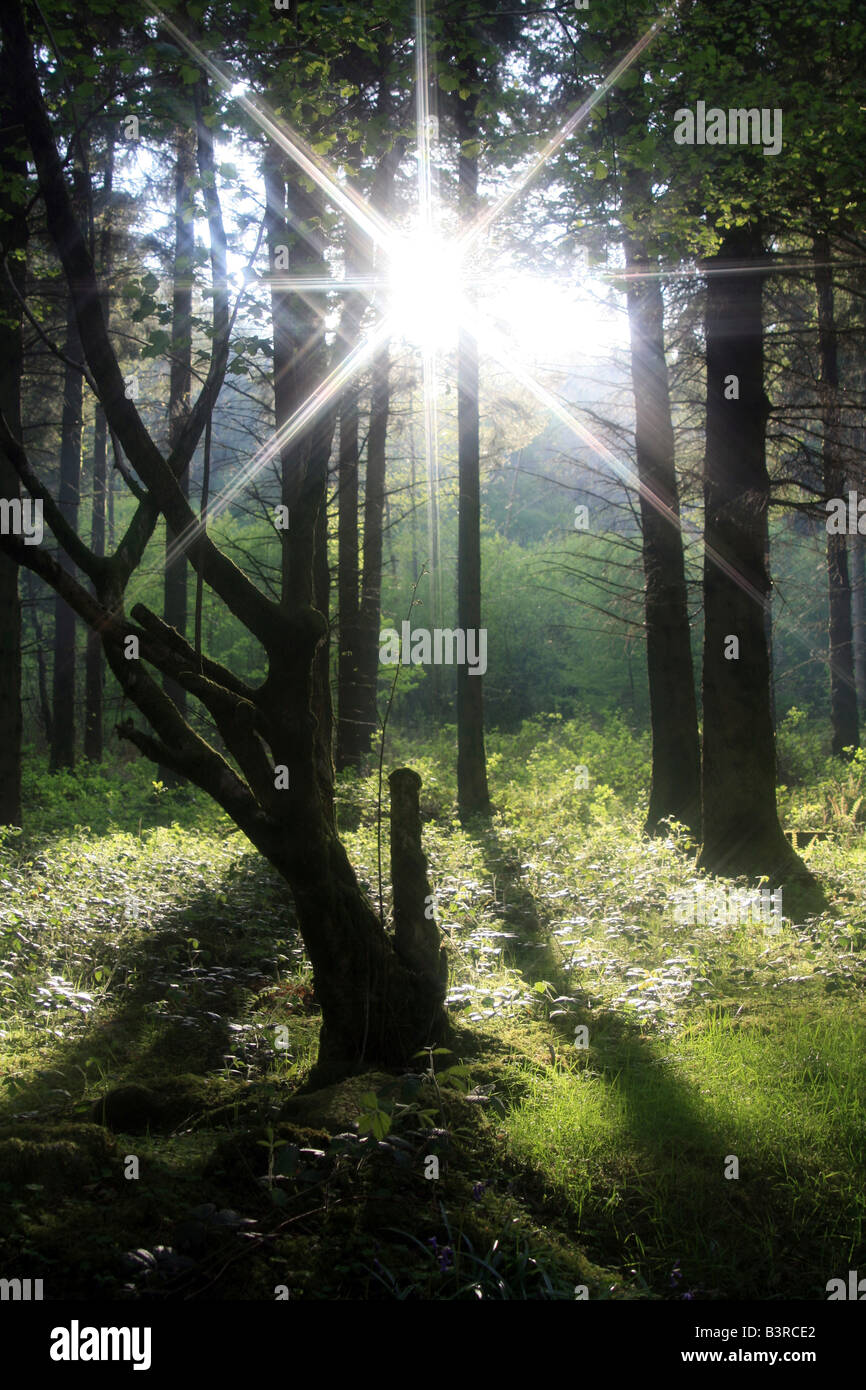 Sunshine through trees 2 Stock Photo - Alamy