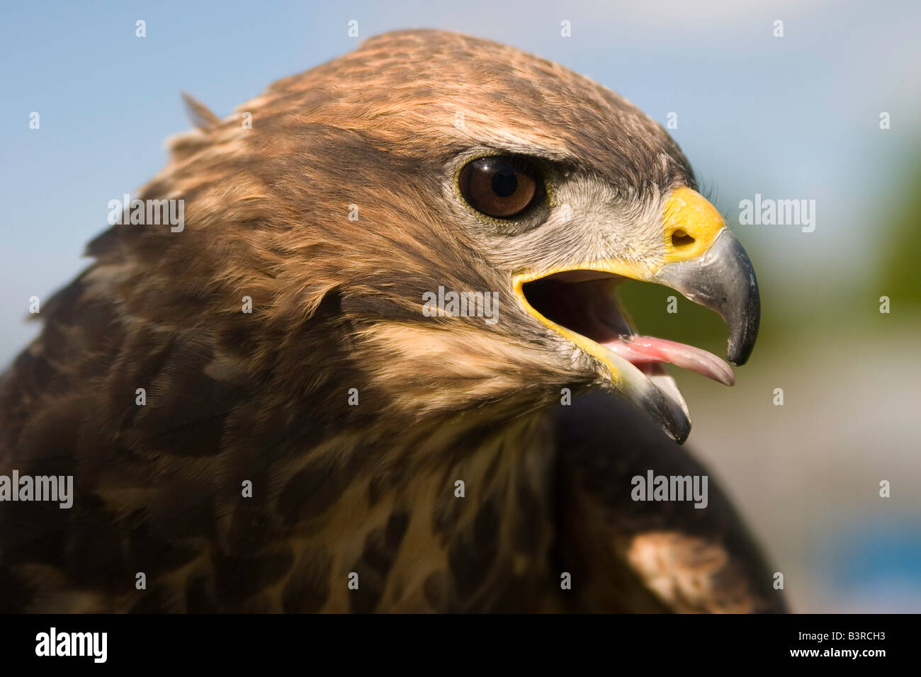close up portrait of Buzzard Stock Photo - Alamy